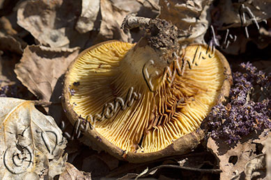Asociación Botánica y Micológica de Jaén