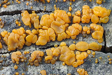 Asociación Botánica y Micológica de Jaén