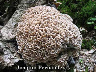 Revista MicobotanicaJaen